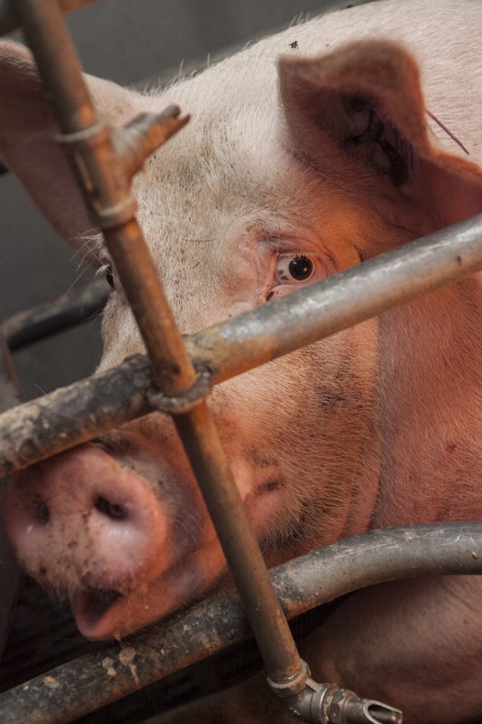 More Horrors from Australian Piggeries | terrastendo