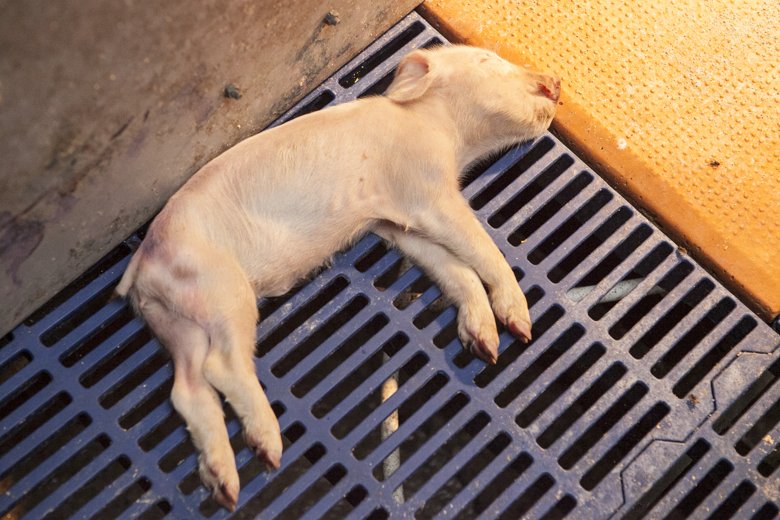 More Horrors from Australian Piggeries | terrastendo