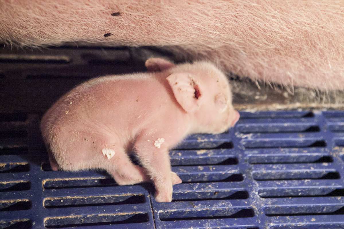 More Horrors from Australian Piggeries | terrastendo