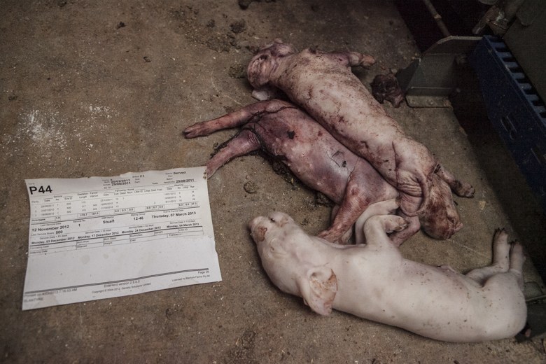 More Horrors from Australian Piggeries | terrastendo