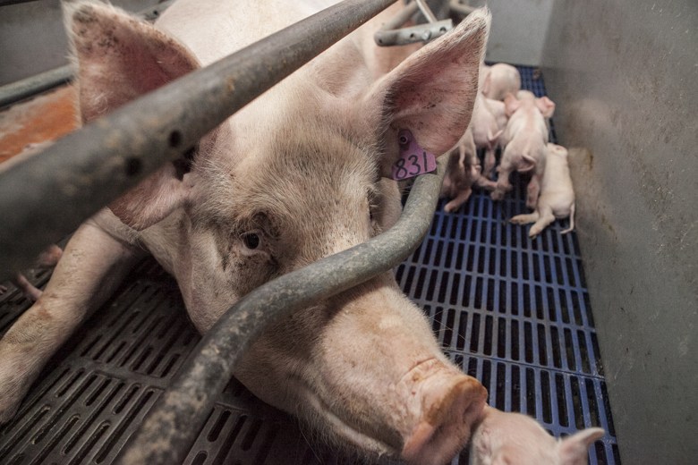 More Horrors from Australian Piggeries | terrastendo