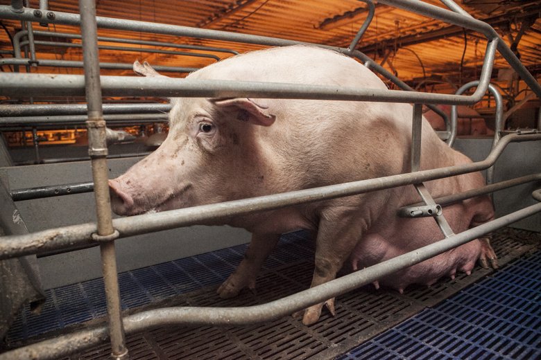 More Horrors from Australian Piggeries | terrastendo