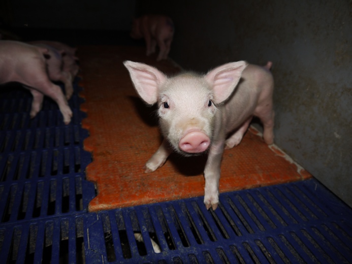 More Horrors from Australian Piggeries | terrastendo