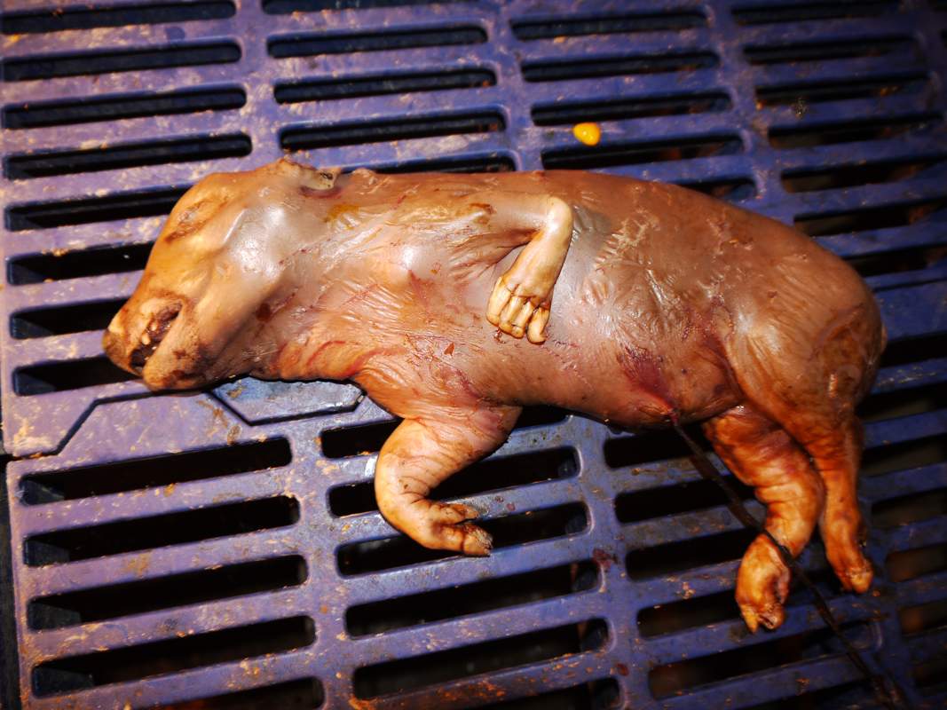 More Horrors from Australian Piggeries | terrastendo