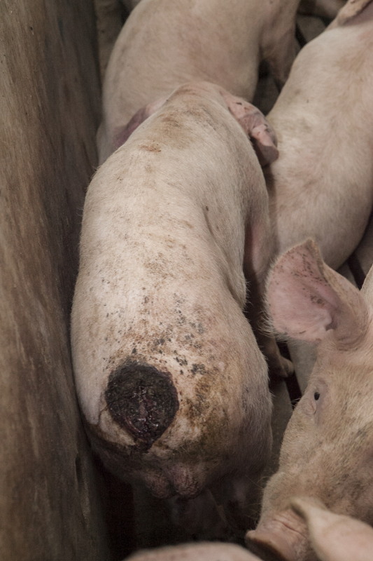 More Horrors from Australian Piggeries | terrastendo