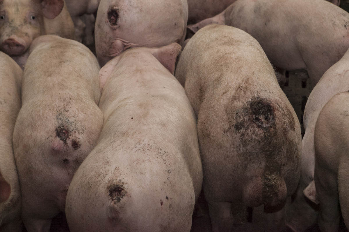More Horrors from Australian Piggeries | terrastendo